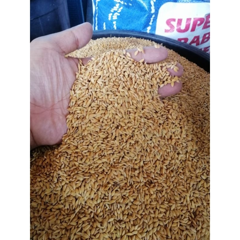 PADI BURUNG THAILAND (KECIL DAN GEMUK) ISI 90% 200gm | Shopee Malaysia