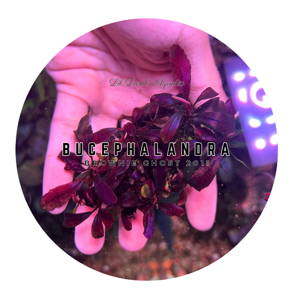 [Aquatic Plant] Bucephalandra Sp Old Ghost 2011 Brownie Bucep Red ...