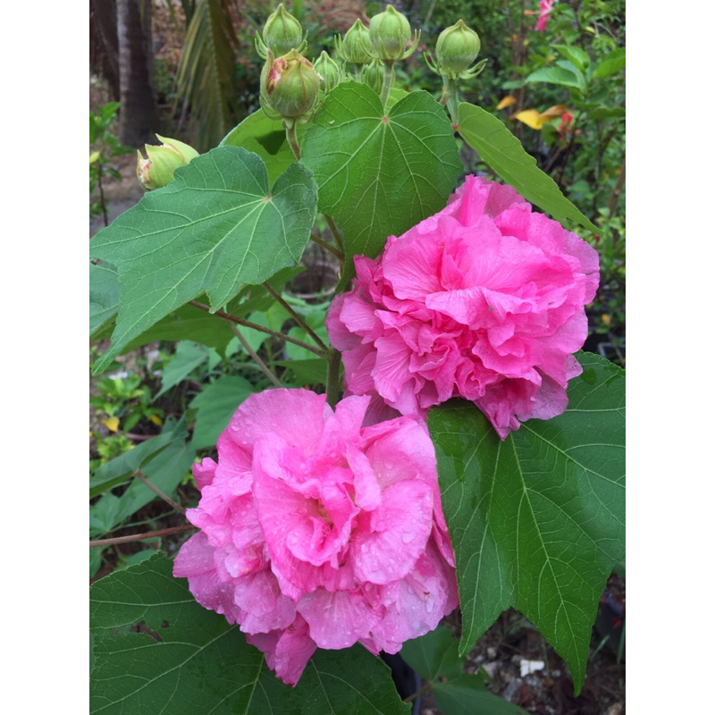 Pokok Bunga Raya Hibiscus Mutabilis | Shopee Malaysia