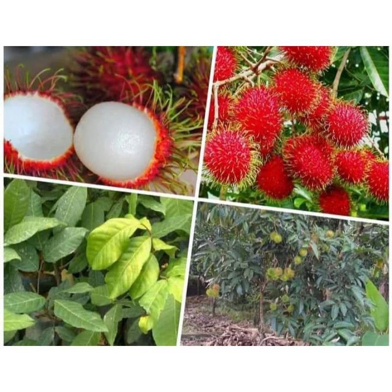 benih pokok rambutan gula batu | Shopee Malaysia
