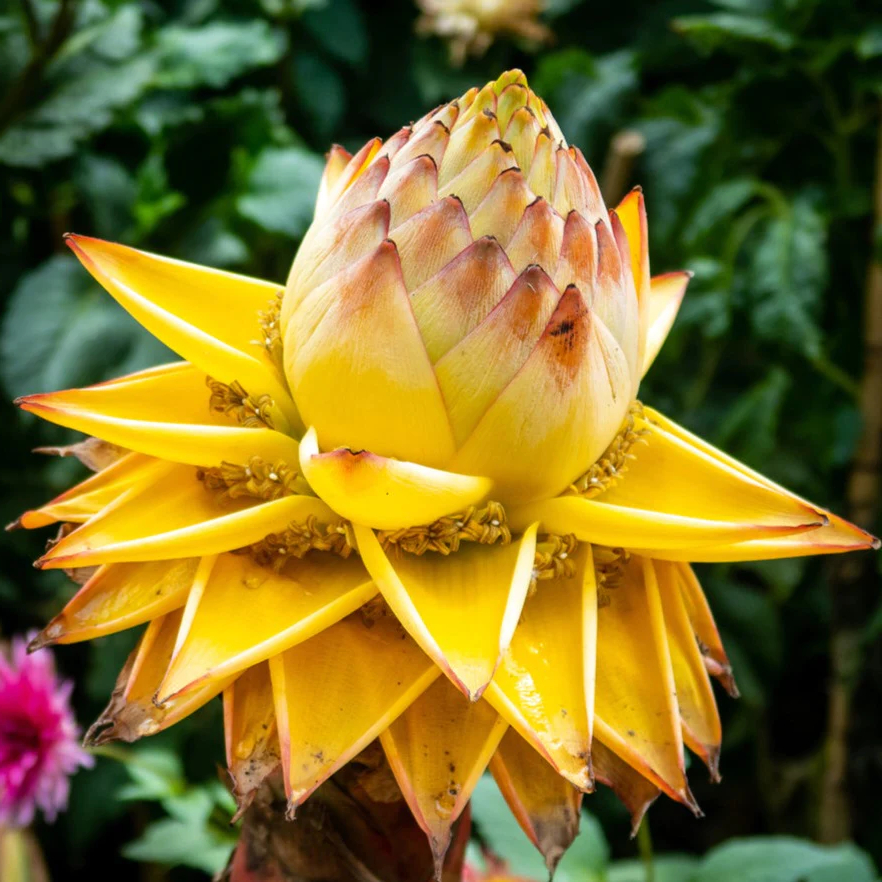 Anak Pokok Lotus Banana | Shopee Malaysia