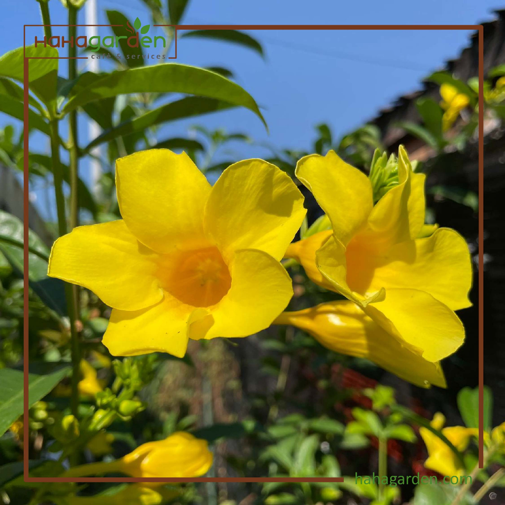 Keratan Pokok Bunga Allamanda/ Yellow Allamanda Cutting - Bunga Loceng ...