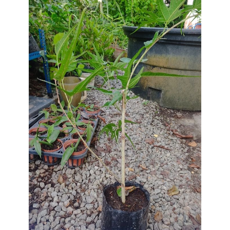 Mulberry chicken claw | Shopee Malaysia