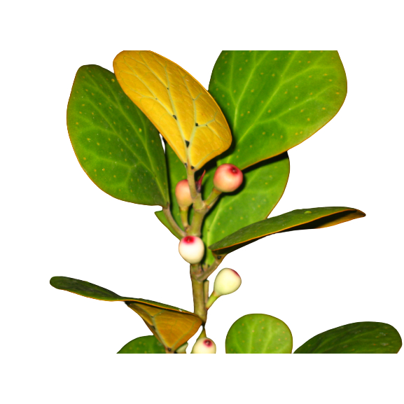 MKT - HERBagus - Teh Uncang Herba Mas Cotek / Ficus Deltoidea | Shopee ...