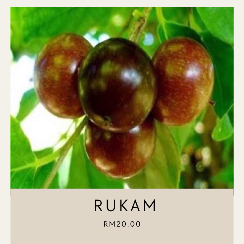 Anak pokok rukam / flacourtia inermis / pokok buah kerkup (pokok ready ...