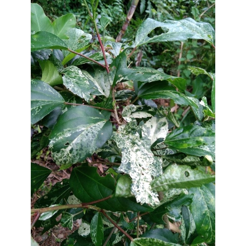 anak pokok bunga raya daun batik.( bunga merah) | Shopee Malaysia