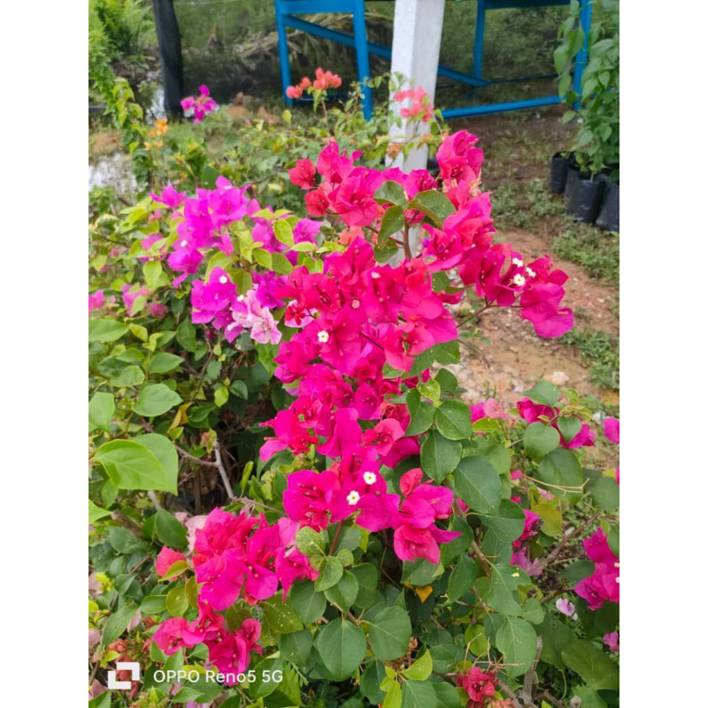 Pokok Bunga Kertas Cantik | Shopee Malaysia