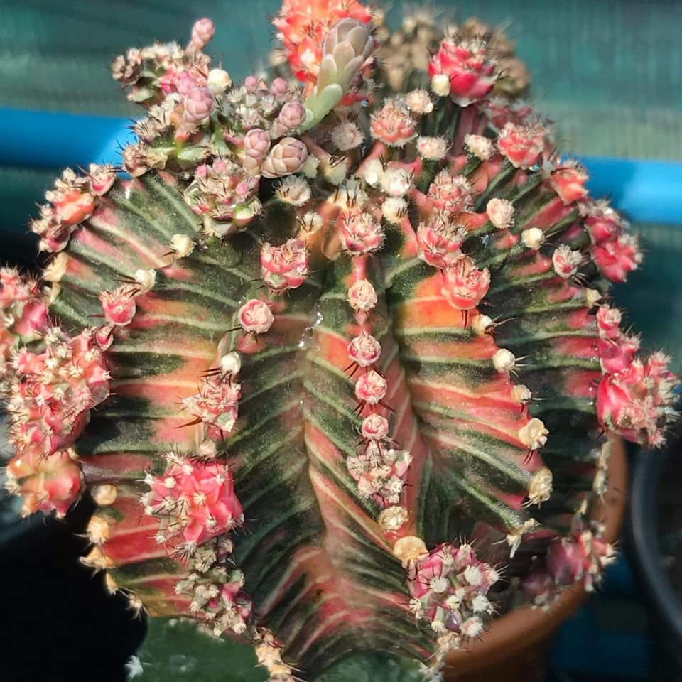 GYMNOCALYCIUM PASTEL ID CACTUS (OFFSETS WITH SHORT ROOTS) | Shopee Malaysia