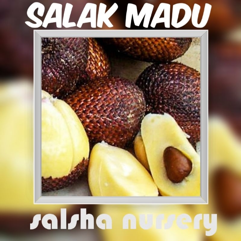 💥🔥 Pokok Salak Madu Manis | Shopee Malaysia