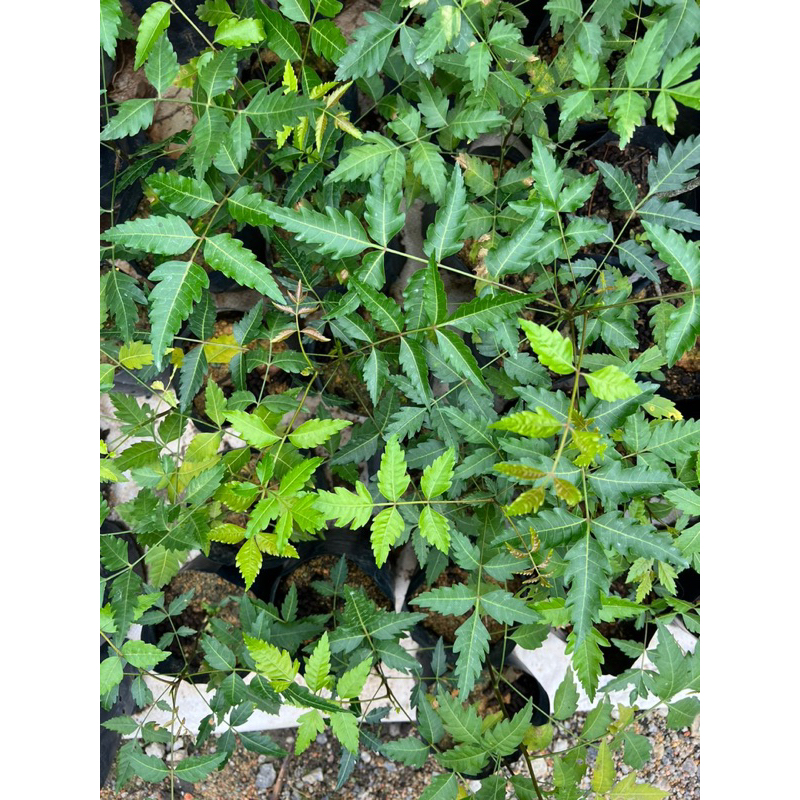 Semambu Daun Chicken Pox | Shopee Malaysia