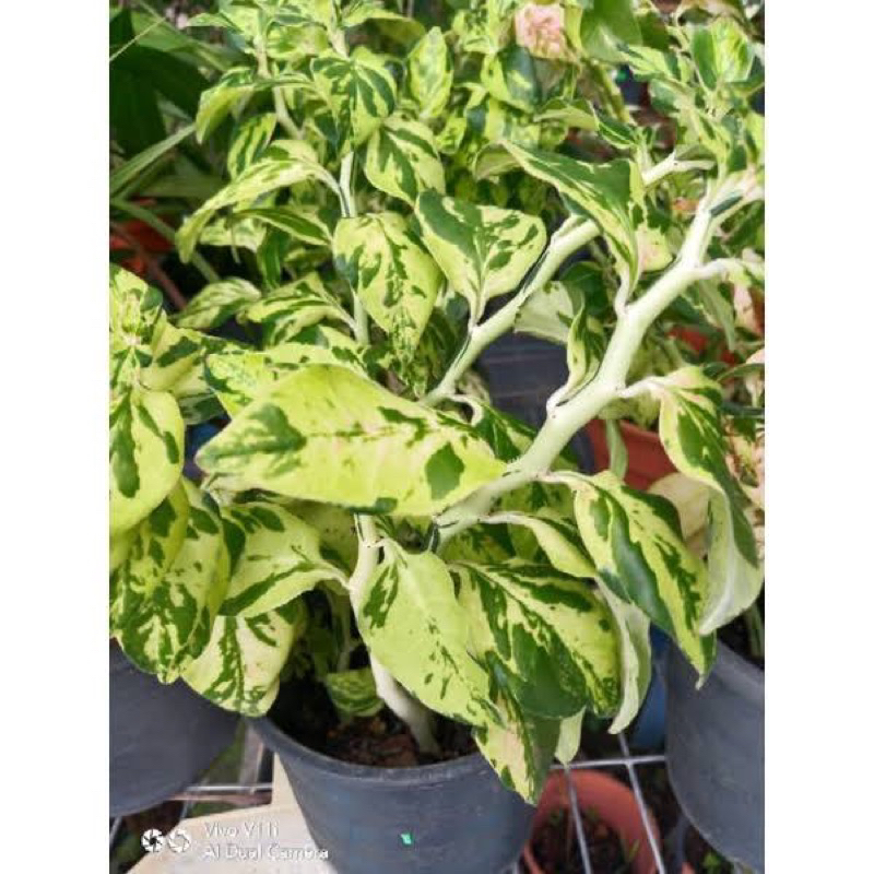 Pokok Pedilanthus Variagated SPECIAL RARE | Shopee Malaysia