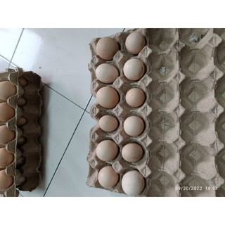 Telur Ayam Berbenih Kampung Bulat Leghorn Layer Ameraucana Easter Egger ...