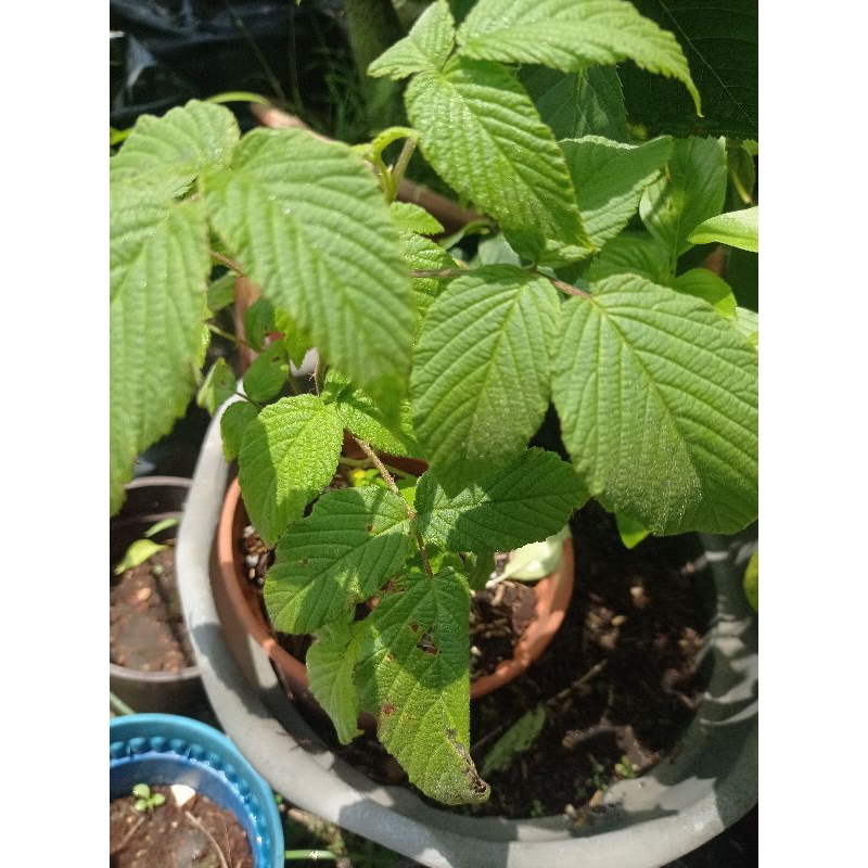 Anak pokok Strawberry Raspberry Plant Berry | Shopee Malaysia