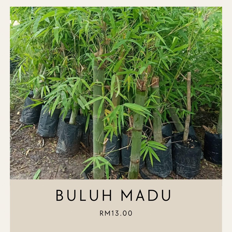 Pokok buluh madu / benih buluh madu | Shopee Malaysia