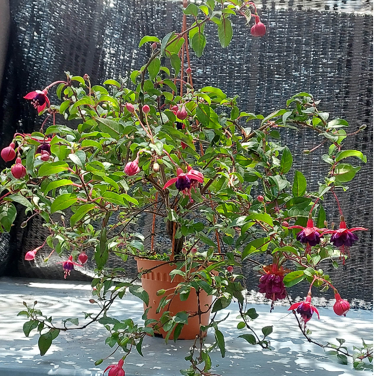 Pokok Hias Fuchsia adalah tanaman bunga yang populer di seluruh dunia ...