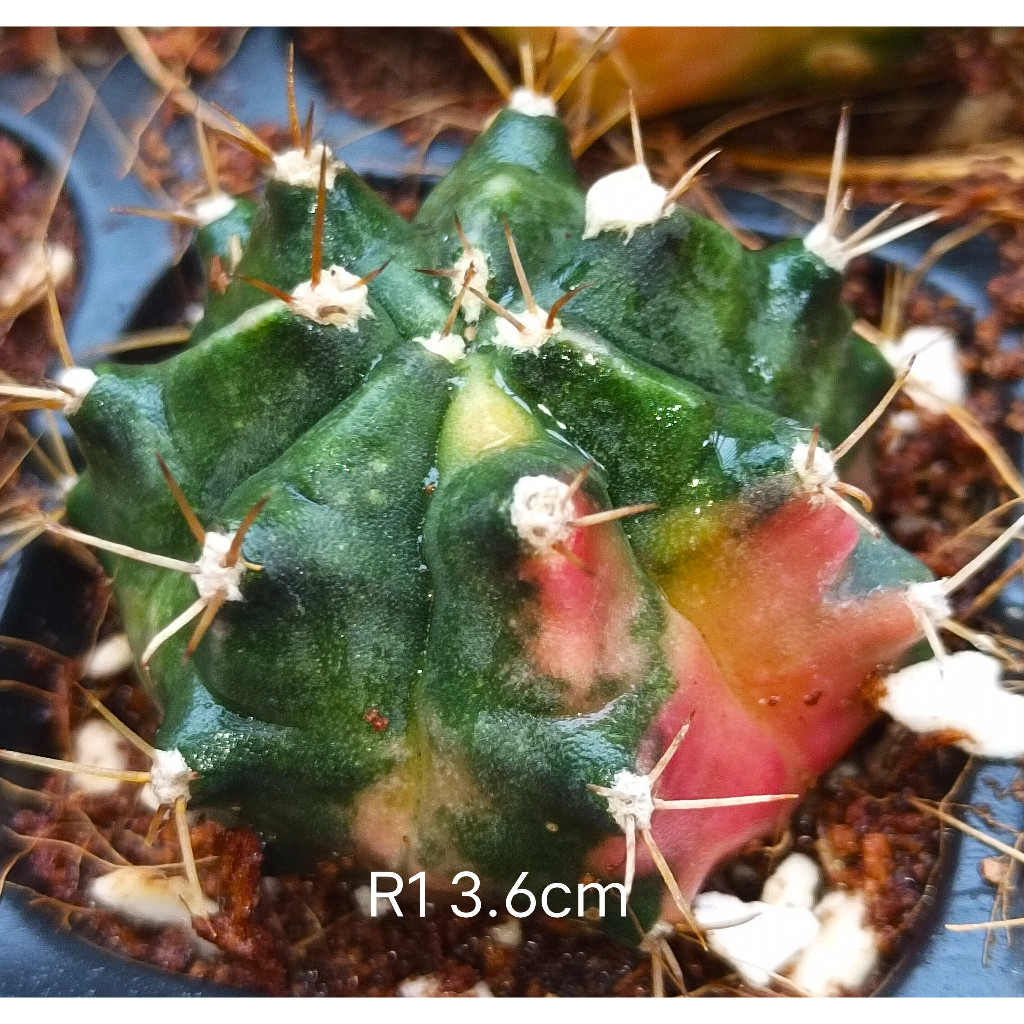 GYMNOCALYCIUM ID RAMA CACTUS (OFFSETS WITH SHORT ROOTS) | Shopee Malaysia