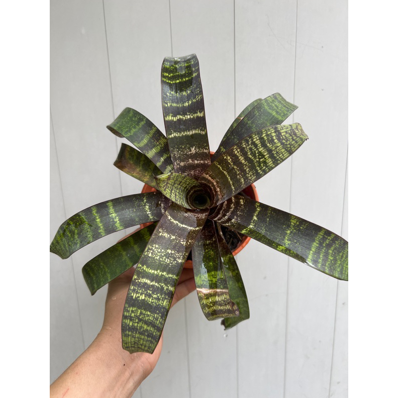 TKP, Bromeliad Red Chestnut , Bromeliad Vriesea Red Chestnut, Bromeliad ...