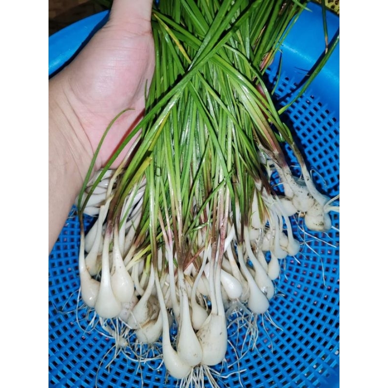 Pokok lokio / losun ( pokok post dari semenanjung) | Shopee Malaysia