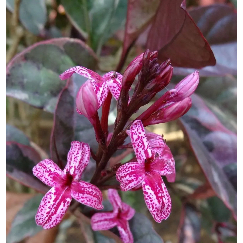 Pokok / keratan Carruthers falseface ( pseuderanthemum carruthersii ...
