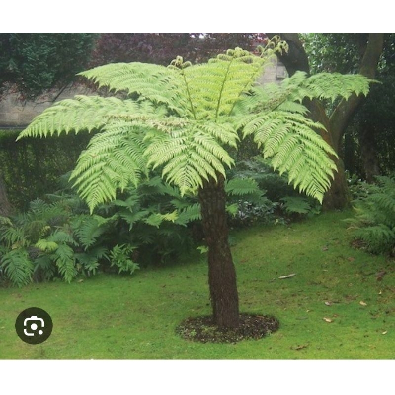 Tree fern/pakis gajah (cyathea cooperi)🌵real plant BY SLTHEGREEN ...