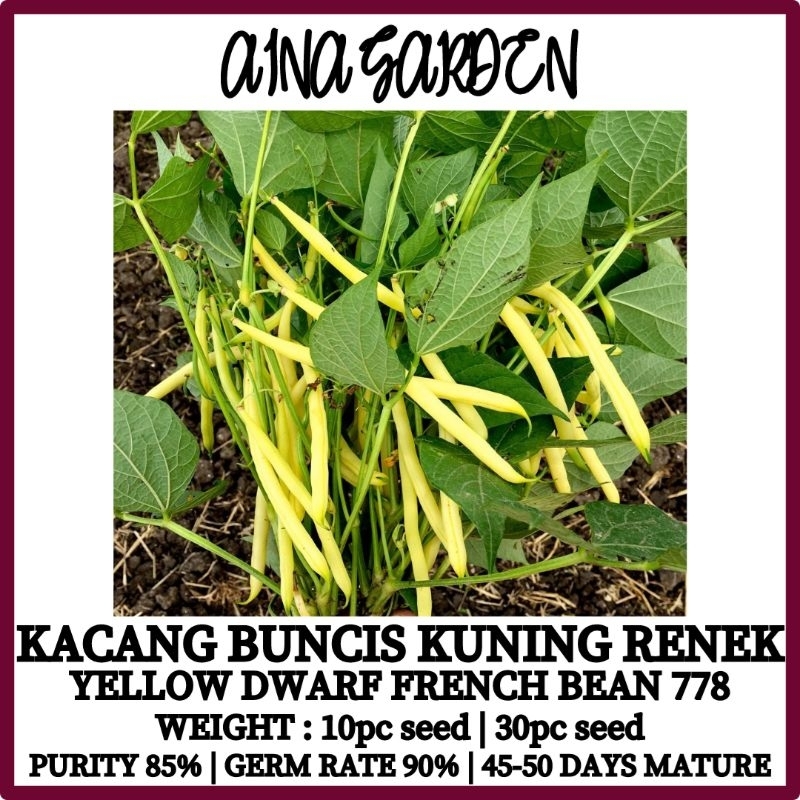 HSK [10pc/30pc] KACANG BUNCIS KUNING RENEK | YELLOW DWARF FRENCH BEAN ...