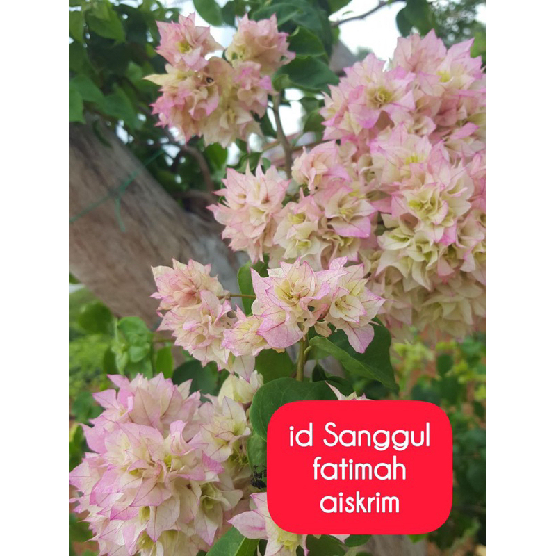 Bunga kertas sanggul fatima Aussie red bougainvillea mahara # ...