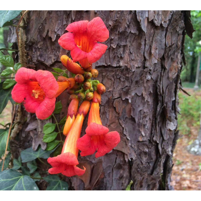 Red Tecoma ( 2 cuttings ) untuk ditaman Bunga Trompet Vine | Shopee ...