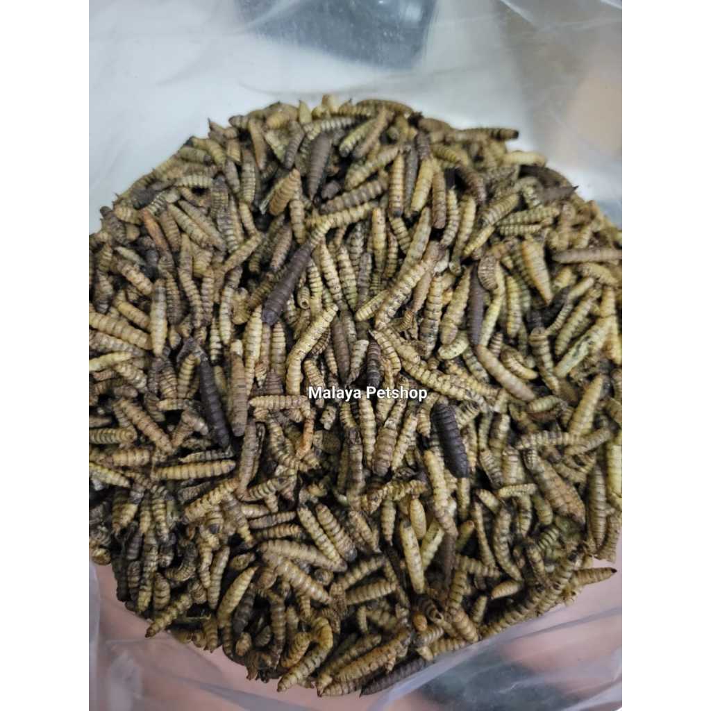 Dried Larva Black Soldier Flies (BSF), for Channa, Betta, Arowana ...