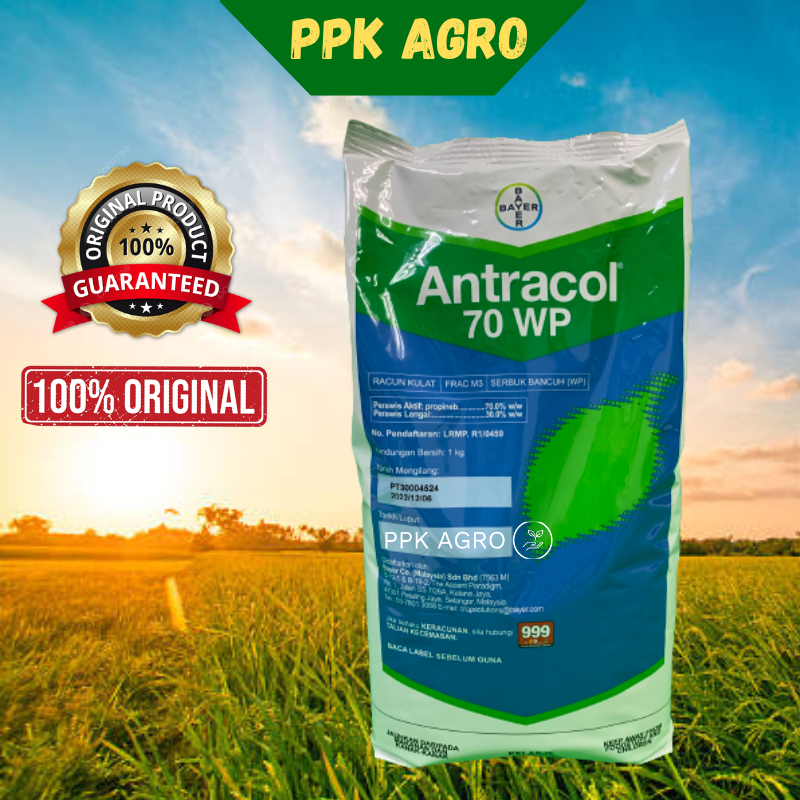 1kg ANTRACOL 70WP BAYER Propineb 70.0% RACUN KULAT Sawi Cili SAMA ...