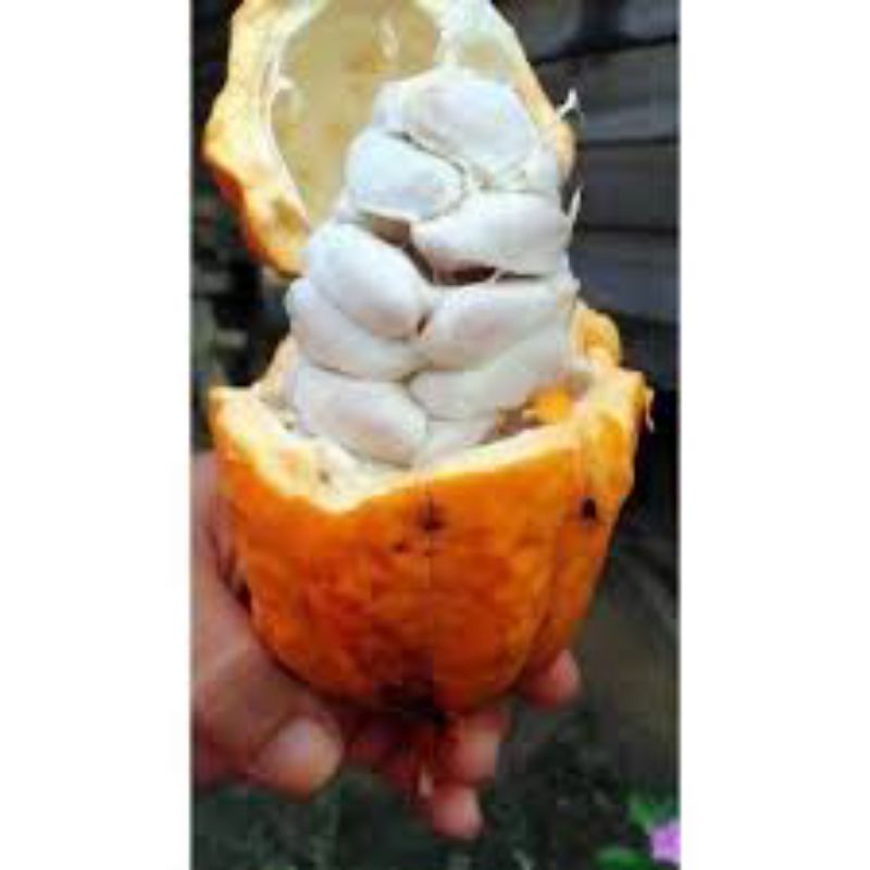 Buah Koko Tempatan 1KG | Shopee Malaysia