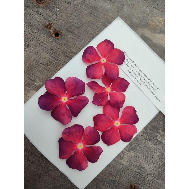 VINCA MERAH UNGU 10 BIJI (KOD 170) | Shopee Malaysia