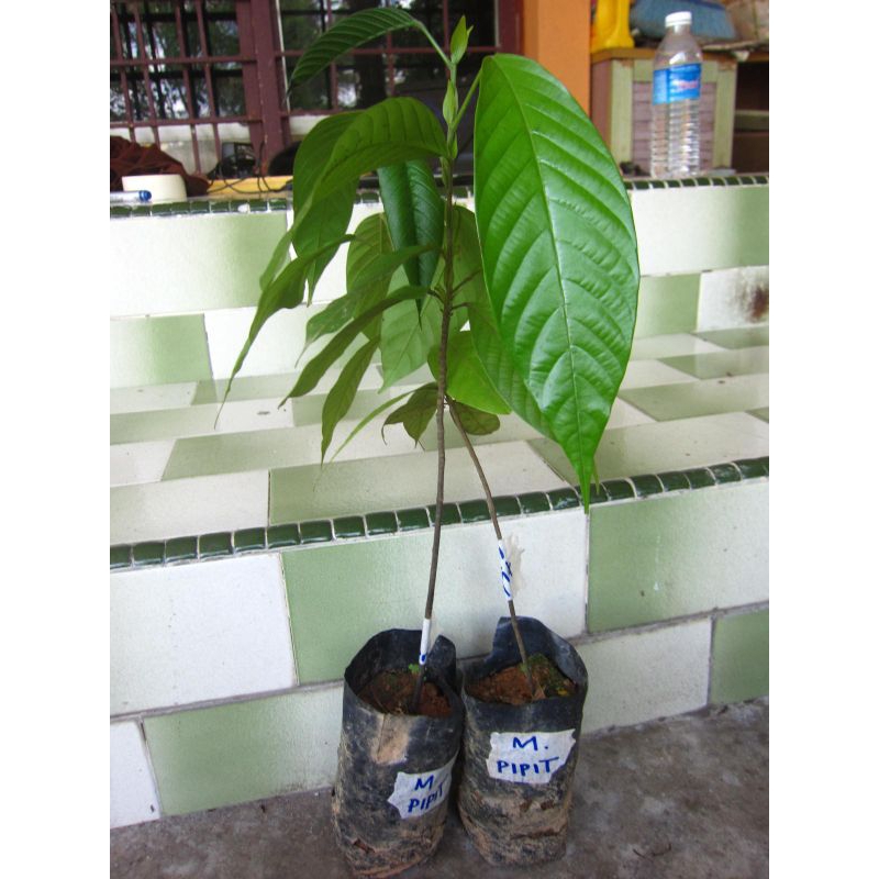 Benih anak pokok meranti tembaga | Shopee Malaysia