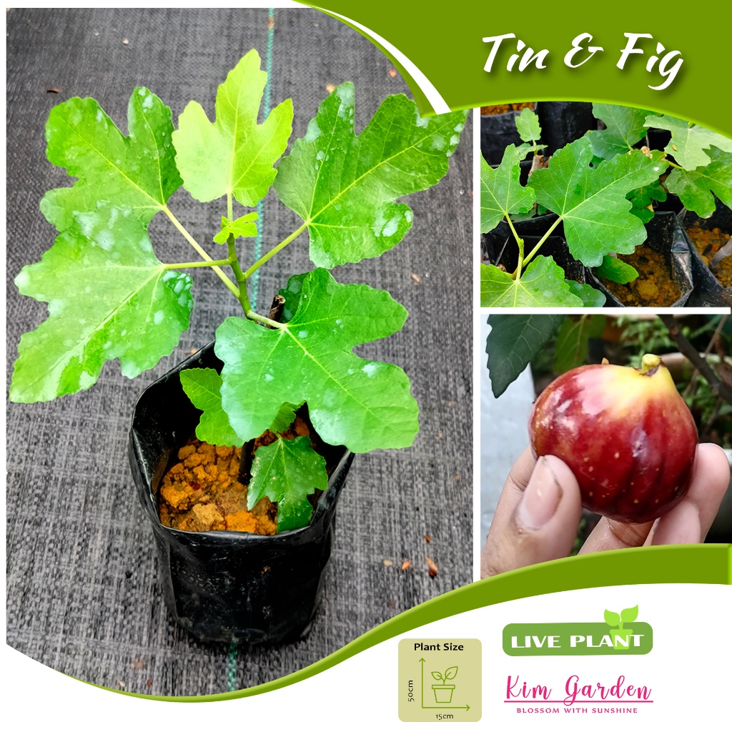 🔥(Live Plant) Anak Pokok Tin BTM6/Fig BTM6🔥 | Shopee Malaysia