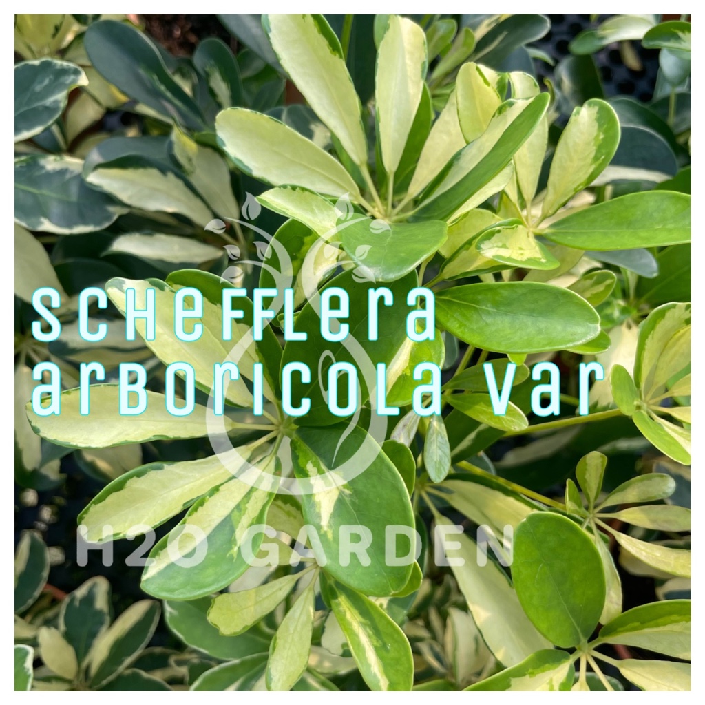 H2O - Schefflera arboricola Var / 斑叶绿榕 / Live Plant | Shopee Malaysia