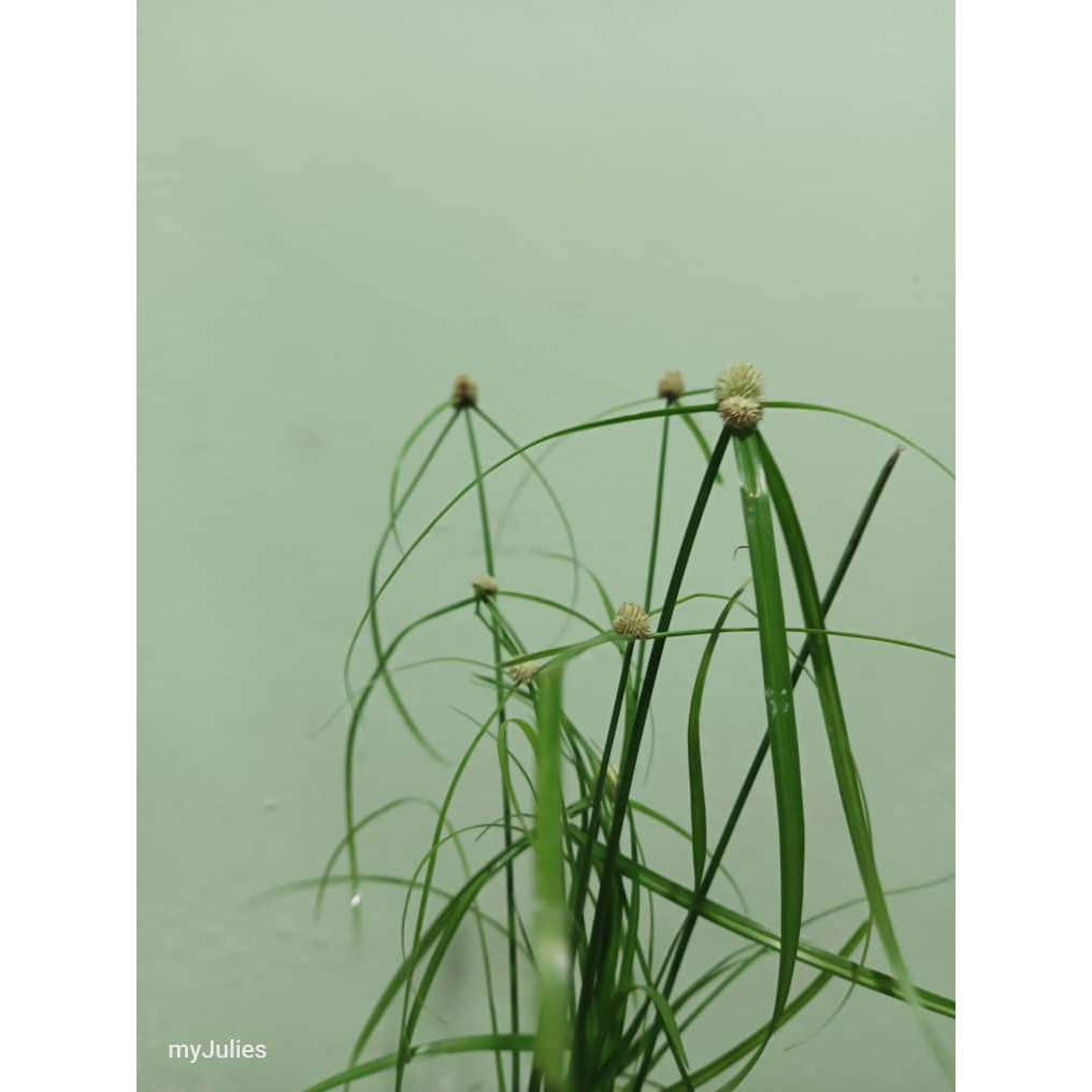 Rumput Kucing/Kylinga Breufolia/Rumput Helikopter/Rumput Mata Lalat ...