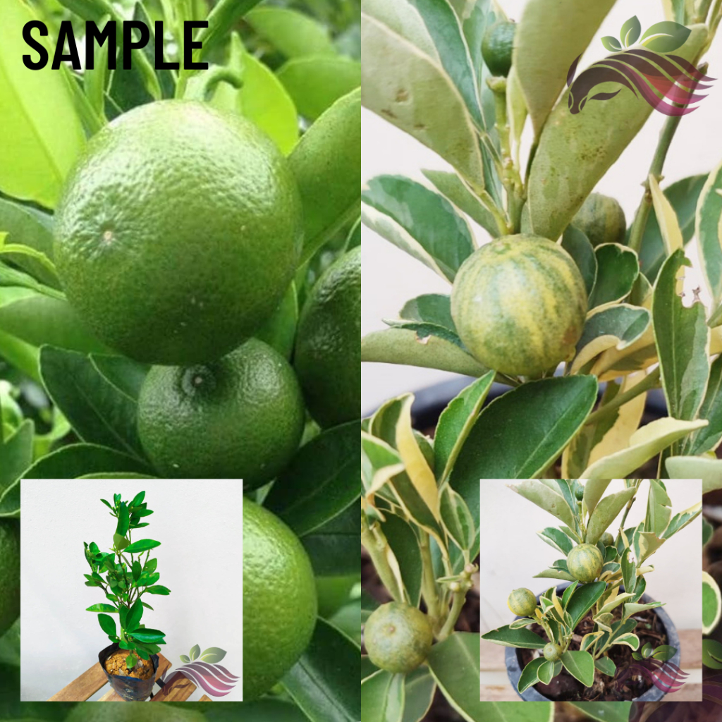 [Fruit] Limau Kasturi Calamansi Lime Variegated Limau Kasturi Batik 桔子 ...