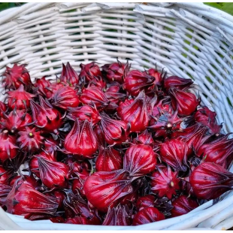 Roselle Anak Pokok @ Buah Roselle | Shopee Malaysia