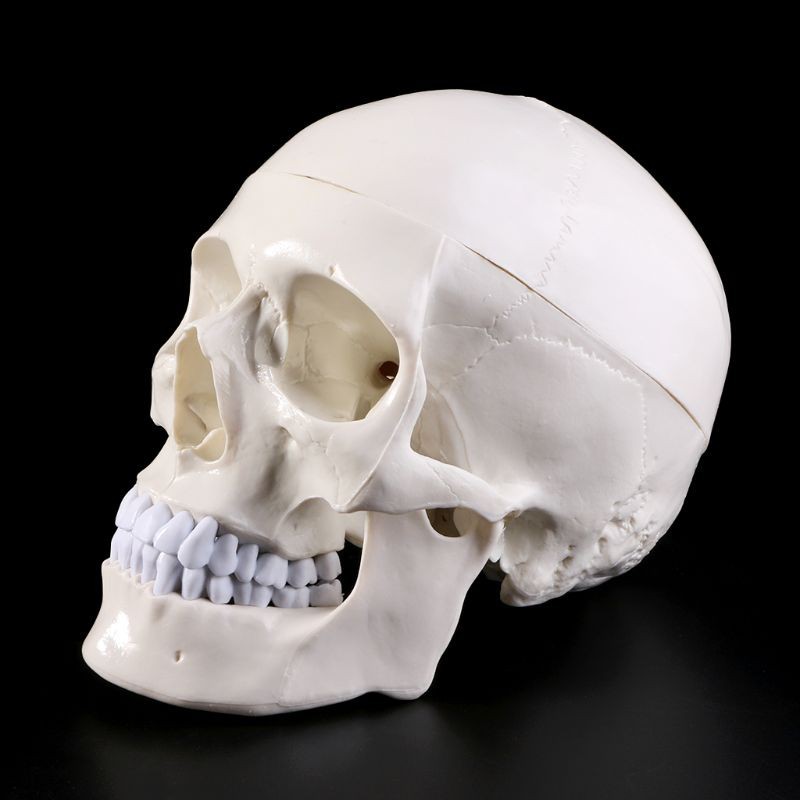 Human Anatomical Anatomy Head Skeleton Skull Teaching Model School ...