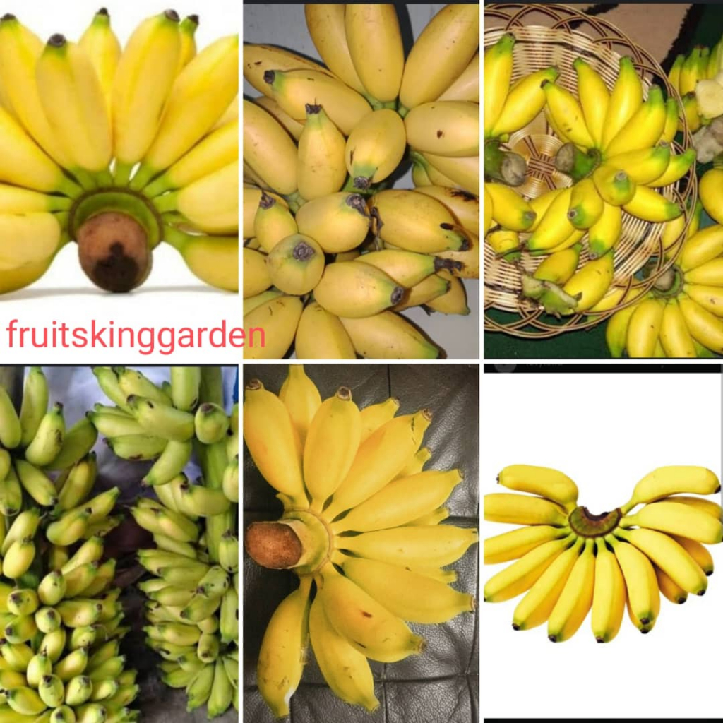 PISANG SUSU 3 KG SEGAR DARI LADANG | Shopee Malaysia