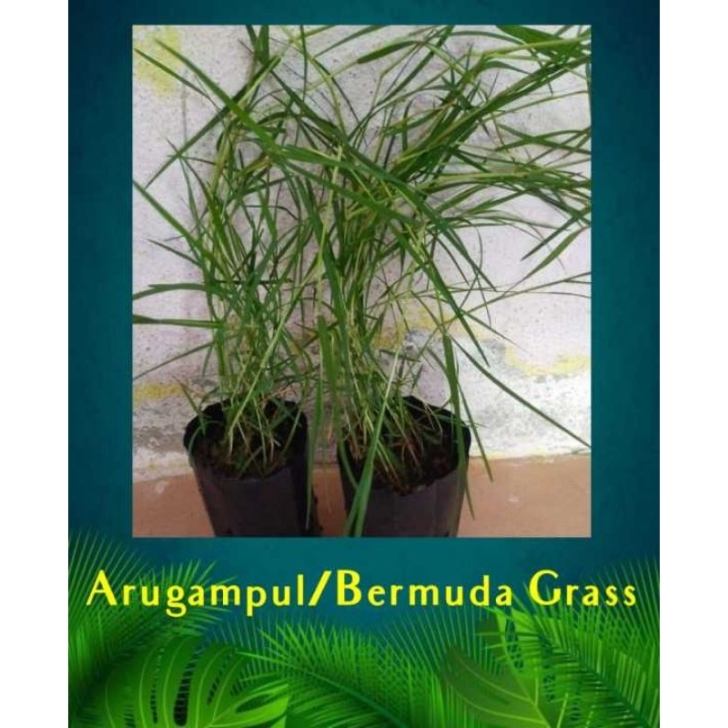 LIVE PLANT ARUGAMPUL in pot Bermuda Grass | Shopee Malaysia