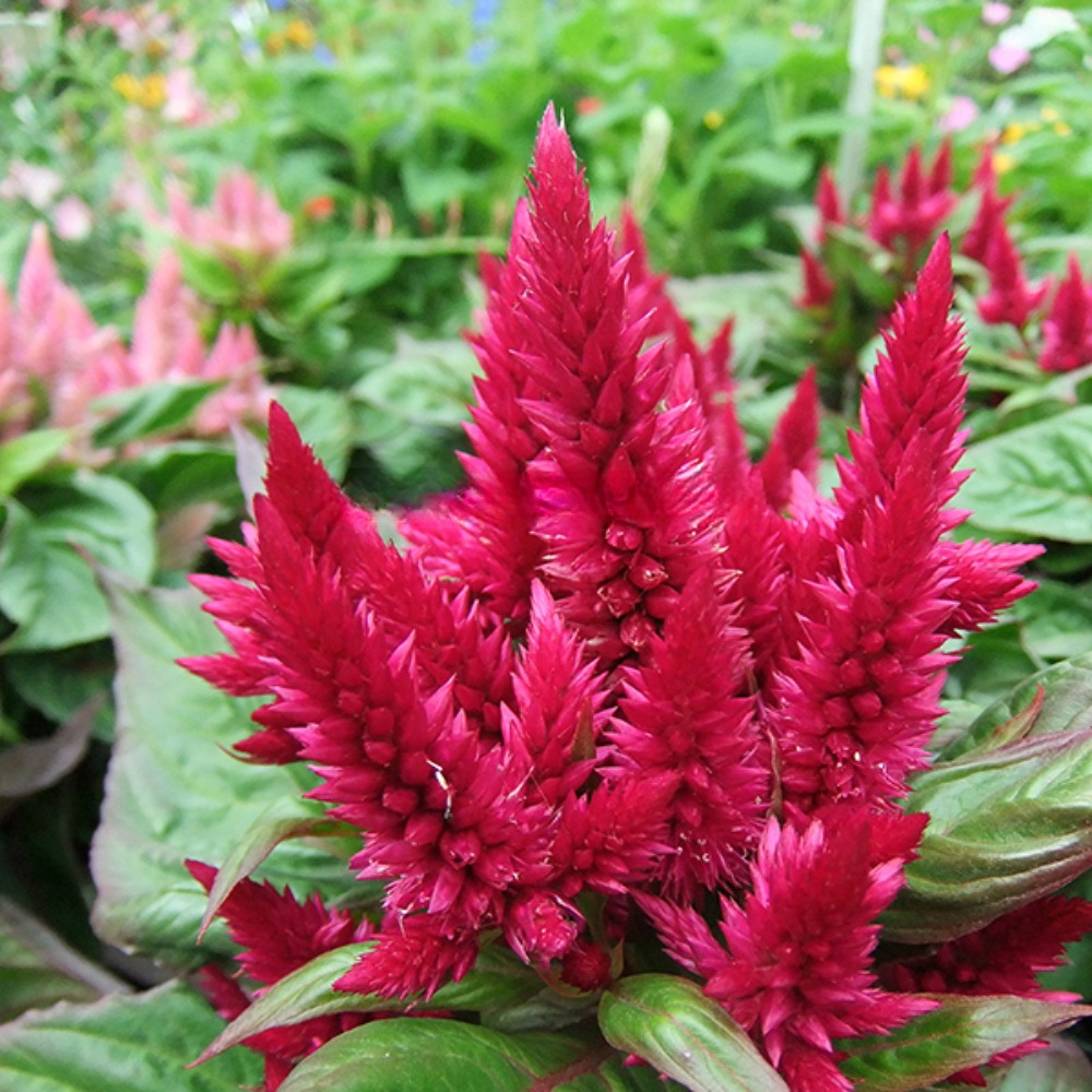 400 BIJI BENIH BUNGA BALUNG AYAM merah CELOSIA PHOENIX TAIL | Shopee ...