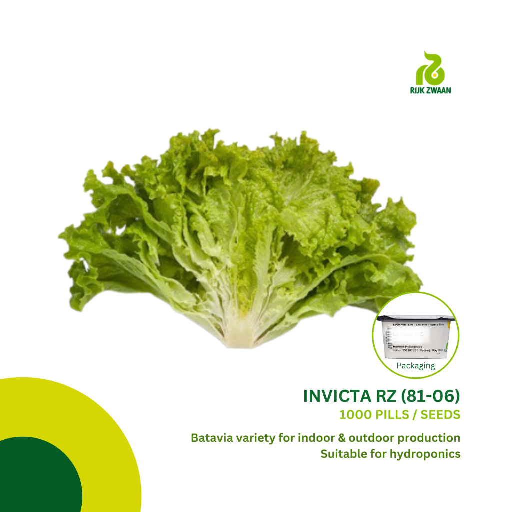 Rijk Zwaan INVICTA RZ (81-06) Bijih Benih Salad Batavia | Lettuce ...