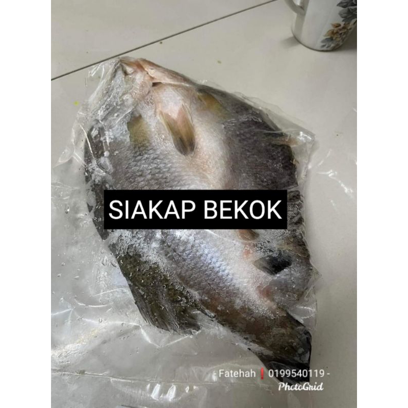 470GM IKAN SIAKAP BEKOK PERPACK | Shopee Malaysia