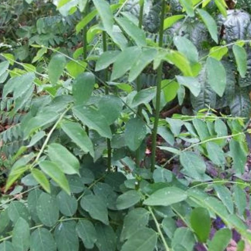 Anak Pokok Pucuk Manis / Pokok Cekur Manis / Sayur Manis dalam Polibag ...