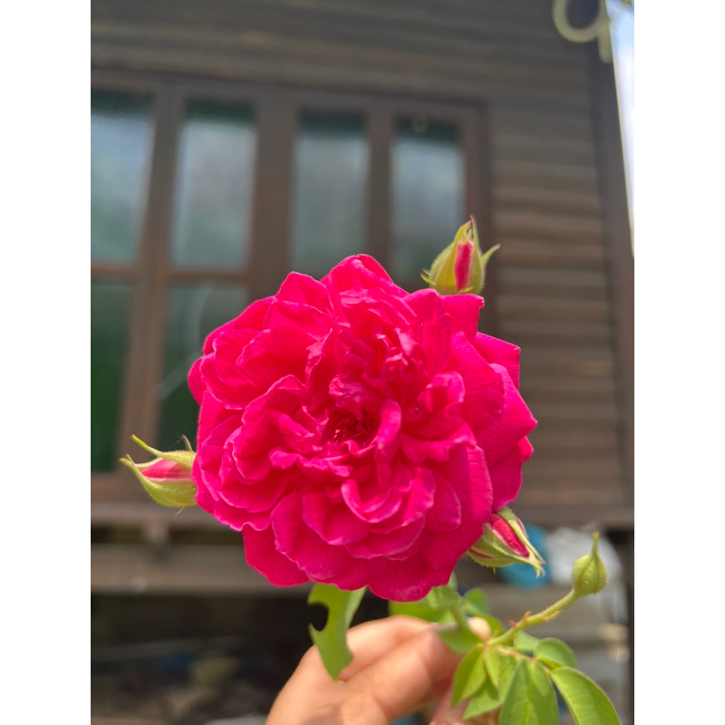 Bunga Ros Kampung Tahan Panas Dijamin Wangi warna pink pekat | Shopee Malaysia