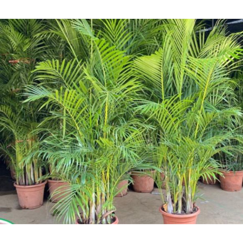 2pcs seeds pokok Palma pokok hiasan pasu/laman rumah,menyejukkan rumah ...