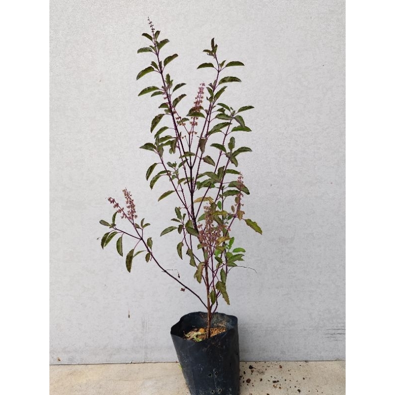 Liveplant-Karuthulasi/Krishna Thulasi/Thulasi Hitam (2 feet+) | Shopee ...