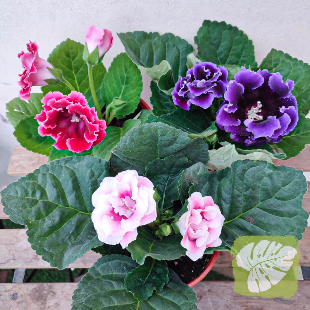 Gloxinia Pokok Gloksinia 大岩桐 (Random Color) IOB | Shopee Malaysia