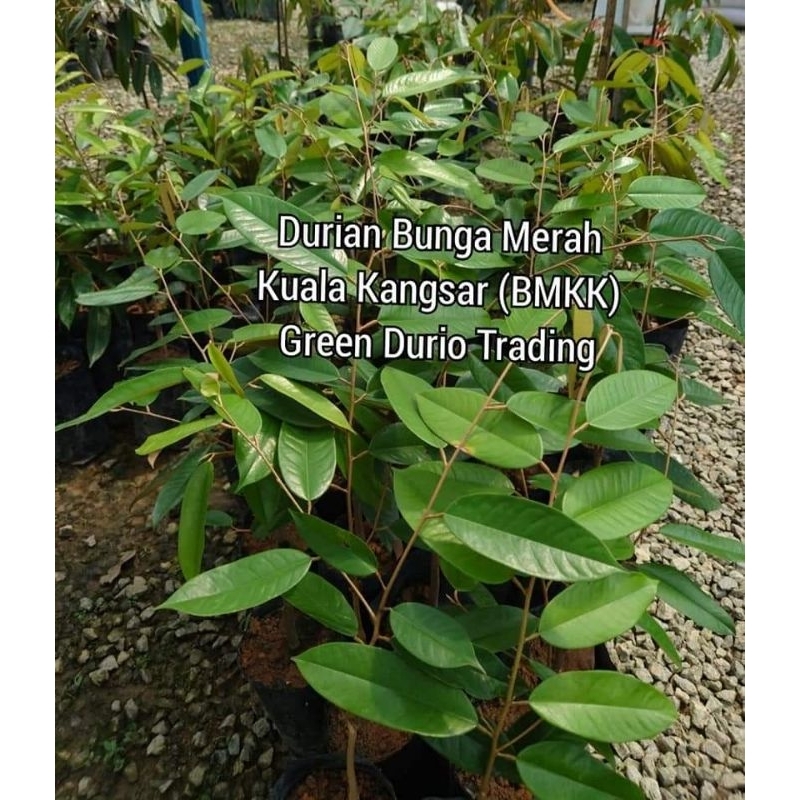POKOK DURIAN BUNGA MERAH KUALA KANGSAR (BMKK) RARE | Shopee Malaysia