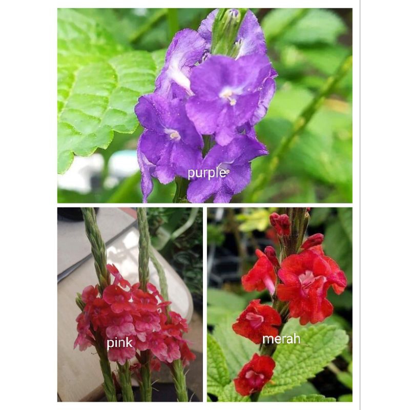 KKB Pokok Jolok Cacing, Pokok Ekor Ular, Stachytarpheta jamaicensis ...